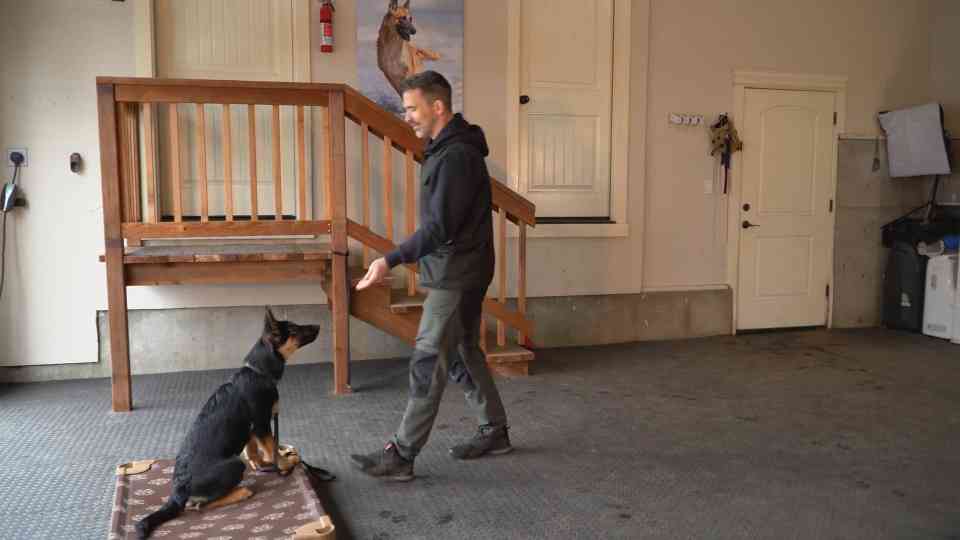 Why repeating stay is actually confusing your dog