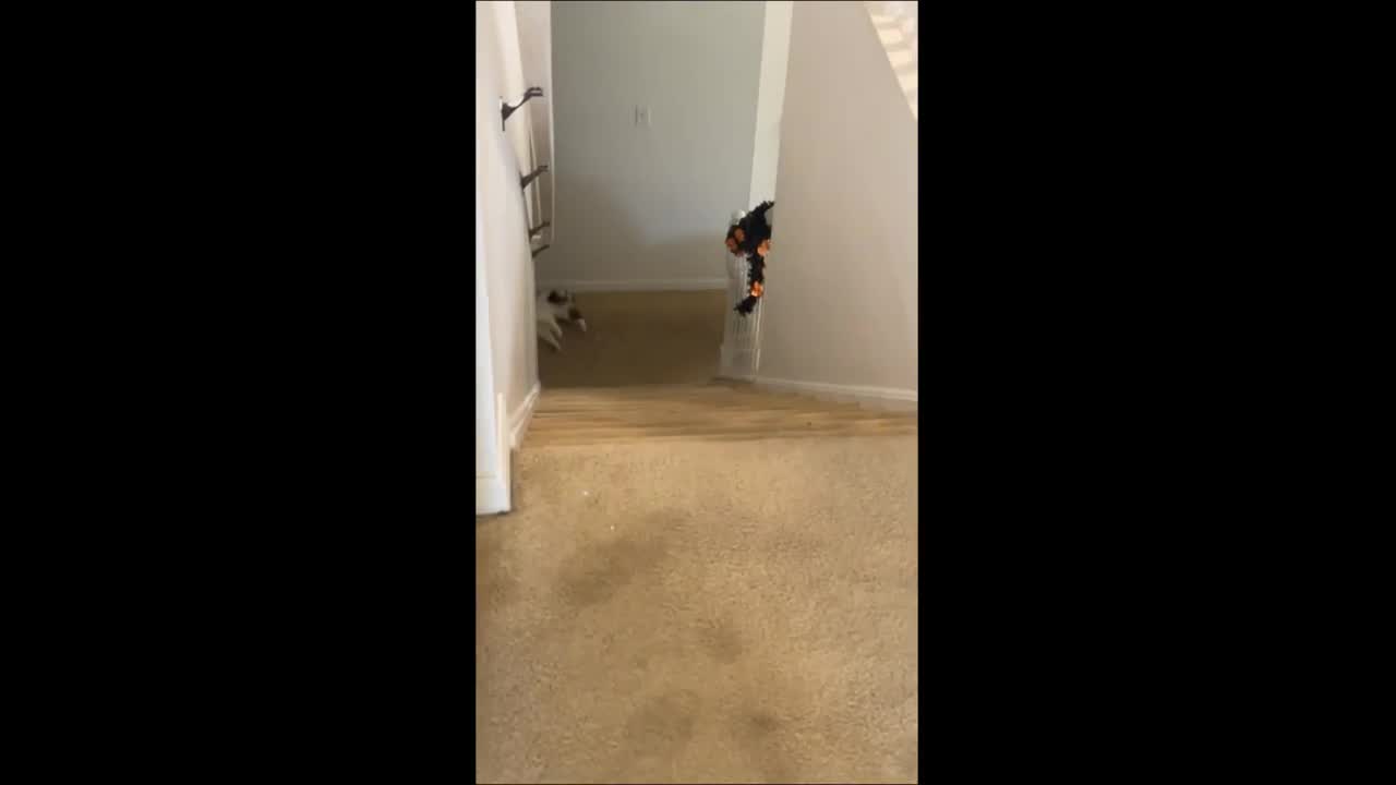 Cat tumbles down stairs in Denver, USA