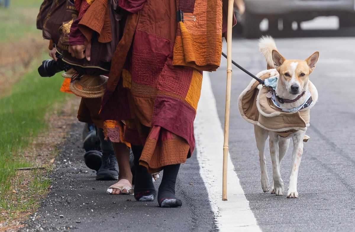 A dog walking beside Buddhist monks is a reminder of mindfulness
