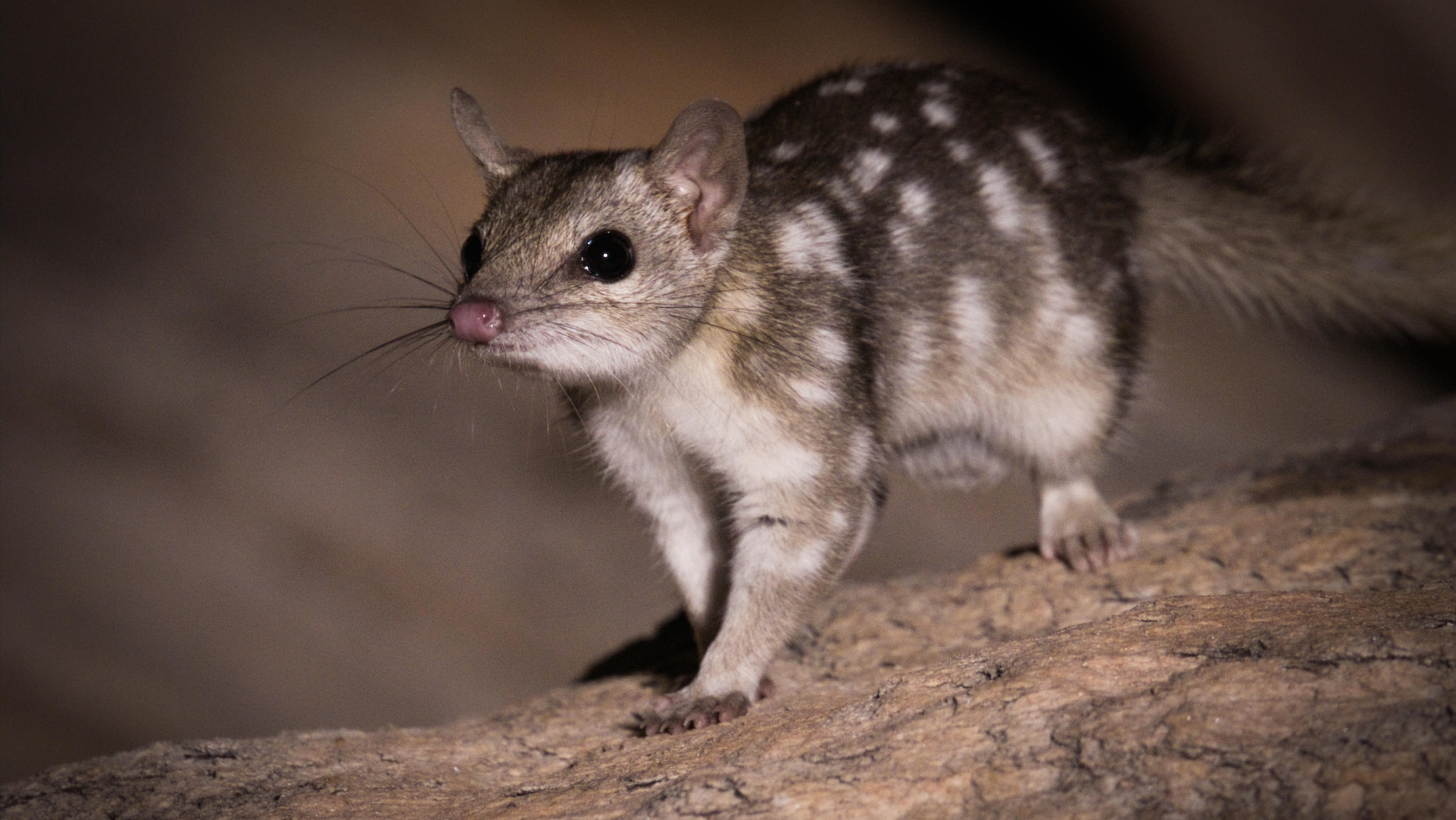 Pilbara home to five animal species most impacted by habitat loss ...