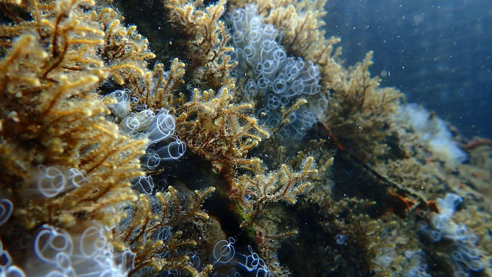 ¿Se puede resucitar una ría? 42 especies colonizan el agua de Avilés ...