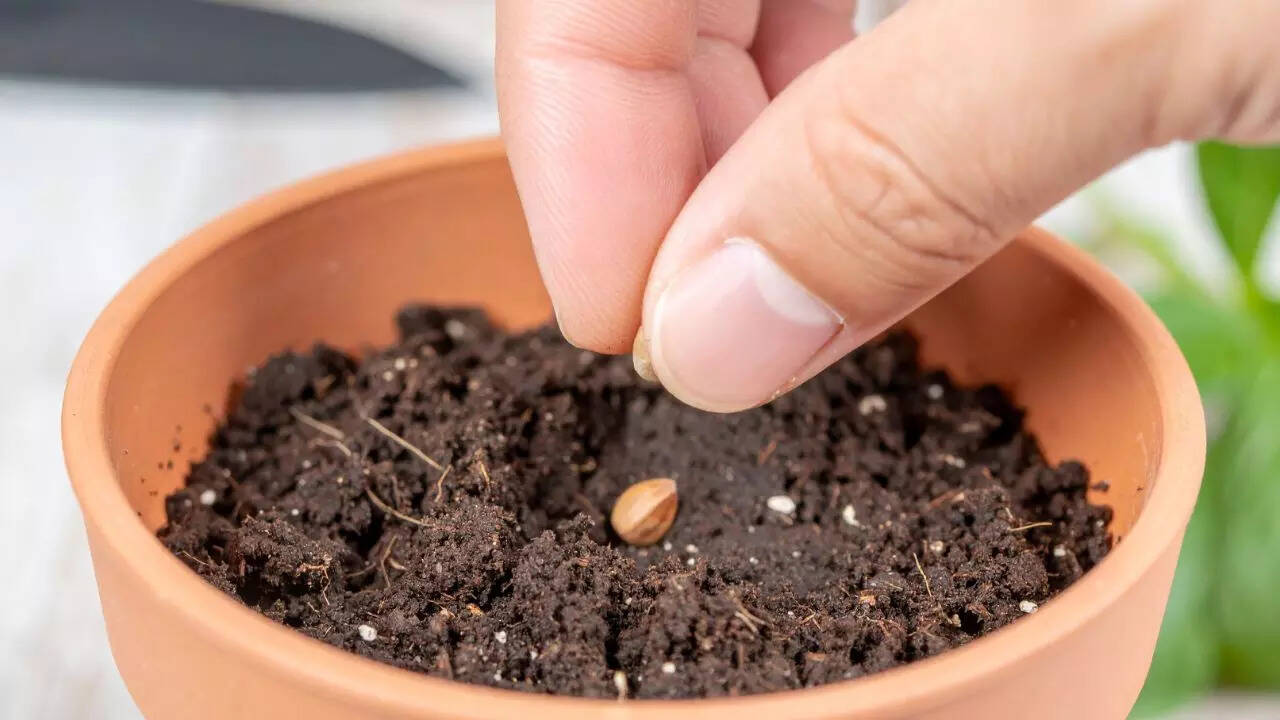How to grow banana plants successfully in containers at home
