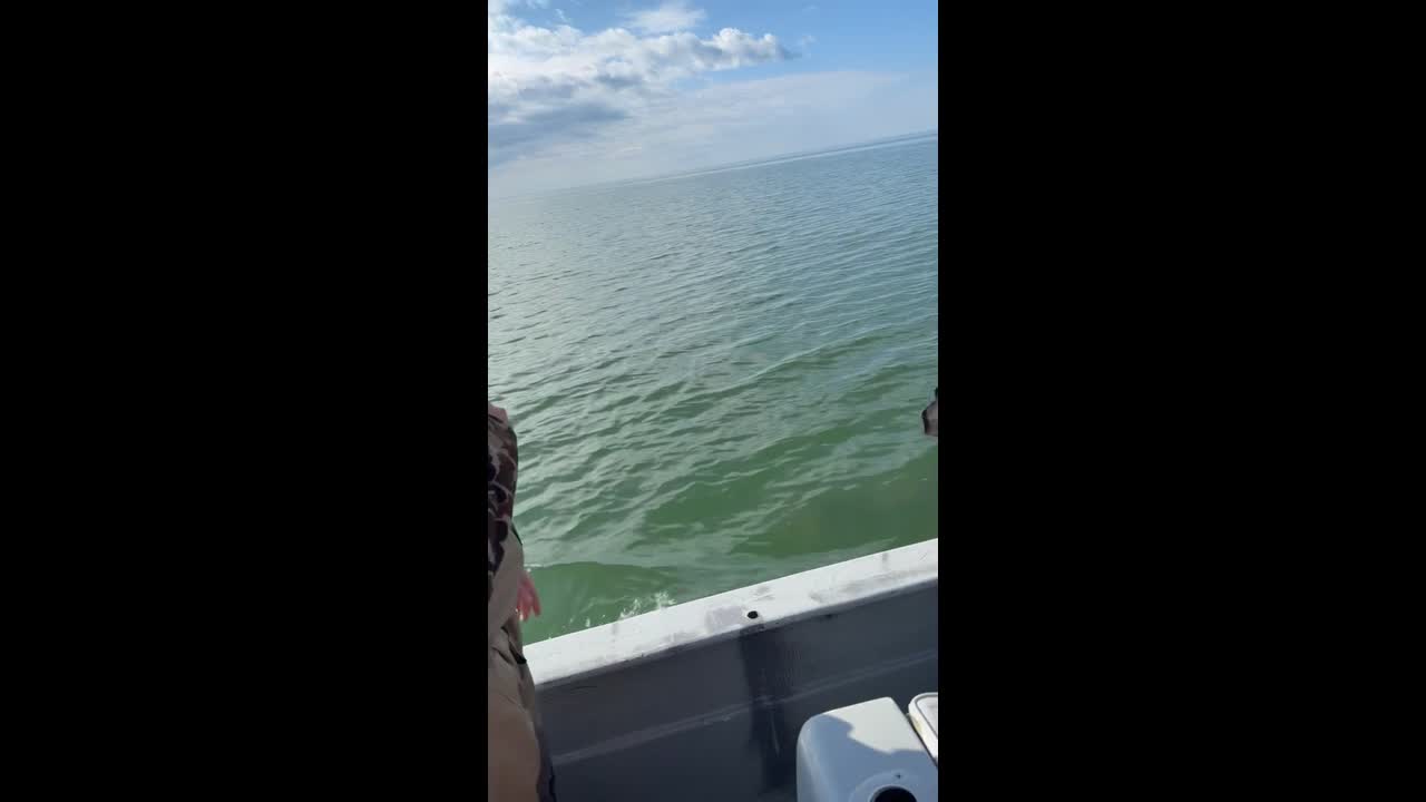 Dog hilariously jumps into water to play with dolphin in viral 25 ...