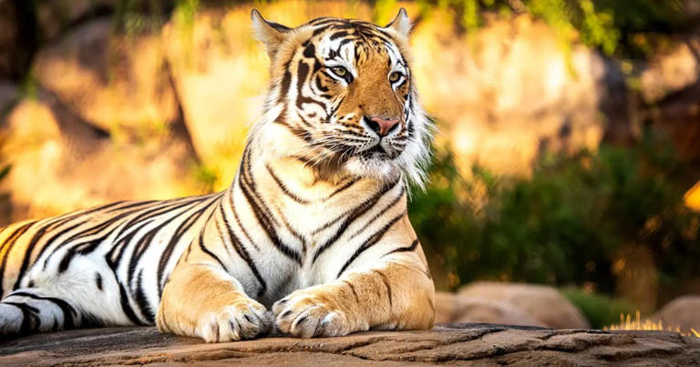 Point spread: Opening line for Kentucky vs. LSU