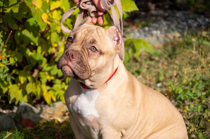 Full list of banned dog breeds in the UK - including XL Bully