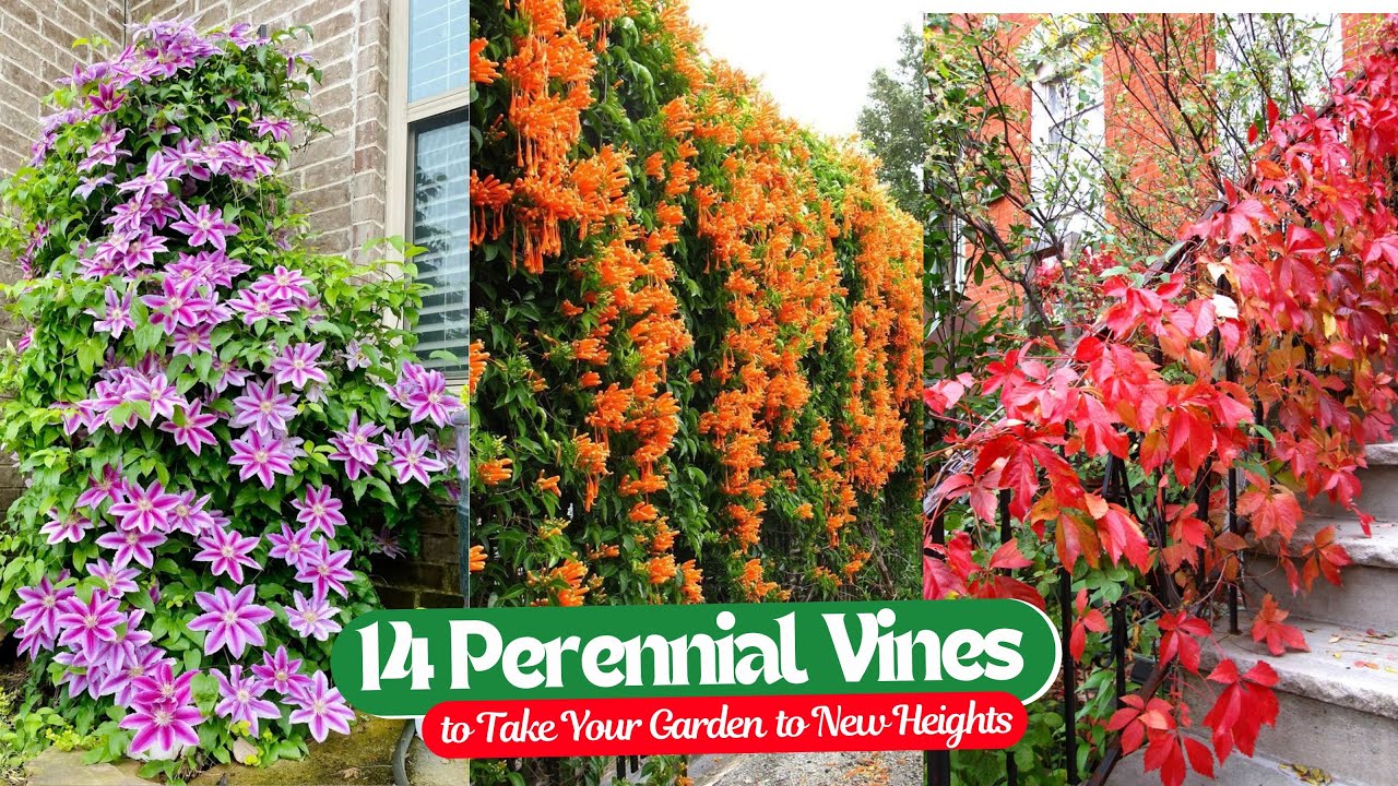 Gorgeous perennial vines to take your garden to the next level