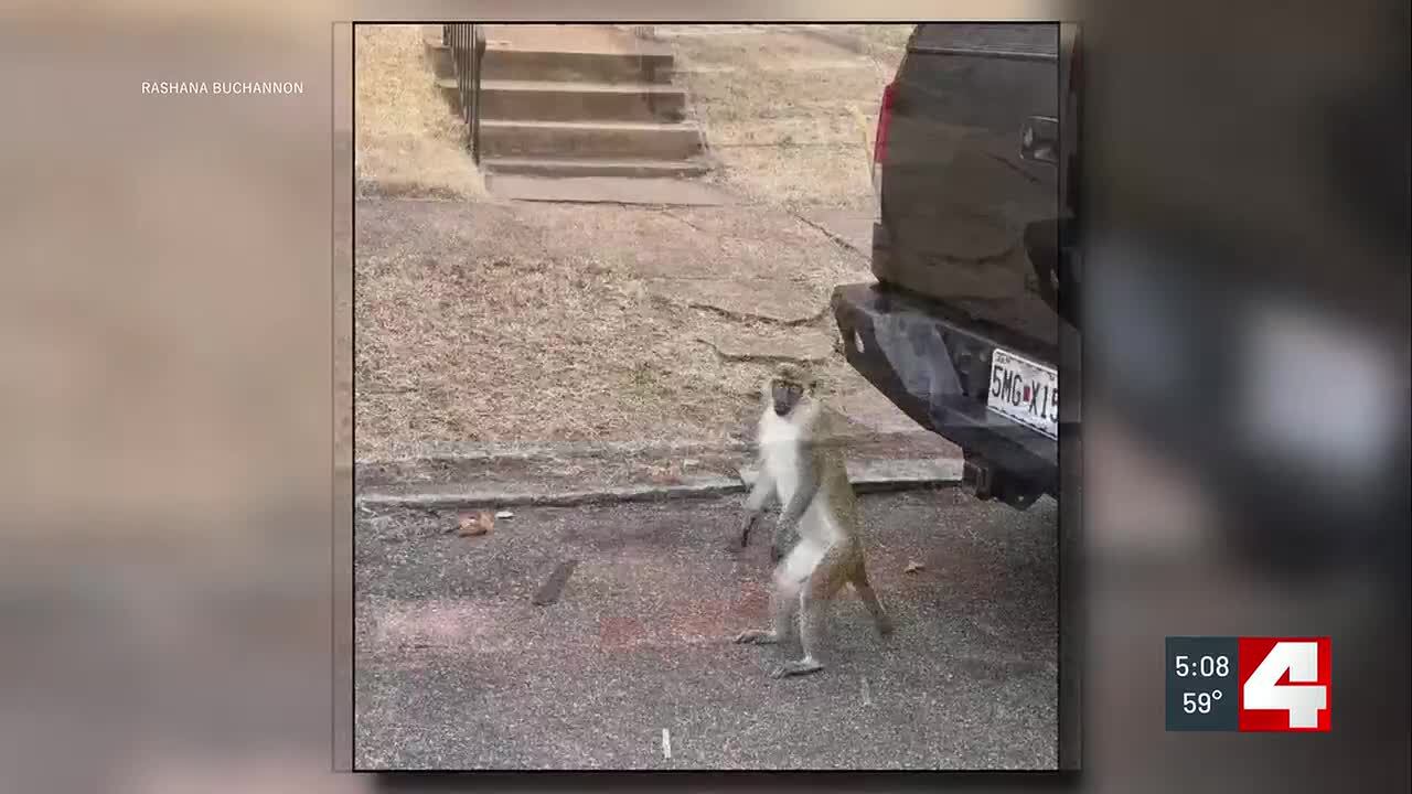 St. Louis offers amnesty for missing monkeys as search shifts focus