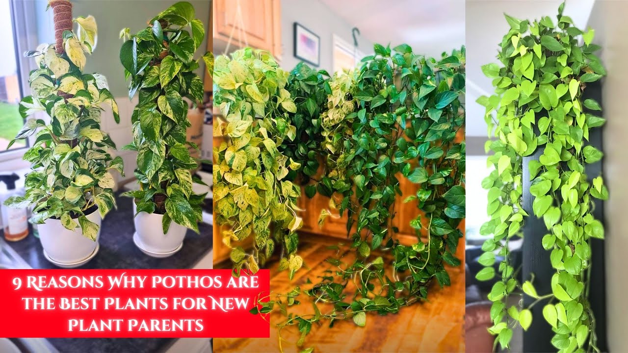 Why pothos are the best choice for beginner plant owners