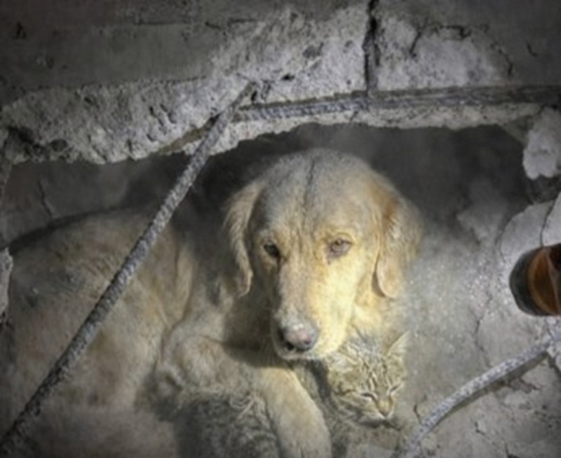 Terremoto rade al suolo un villaggio: un cane resta tra le macerie per ...
