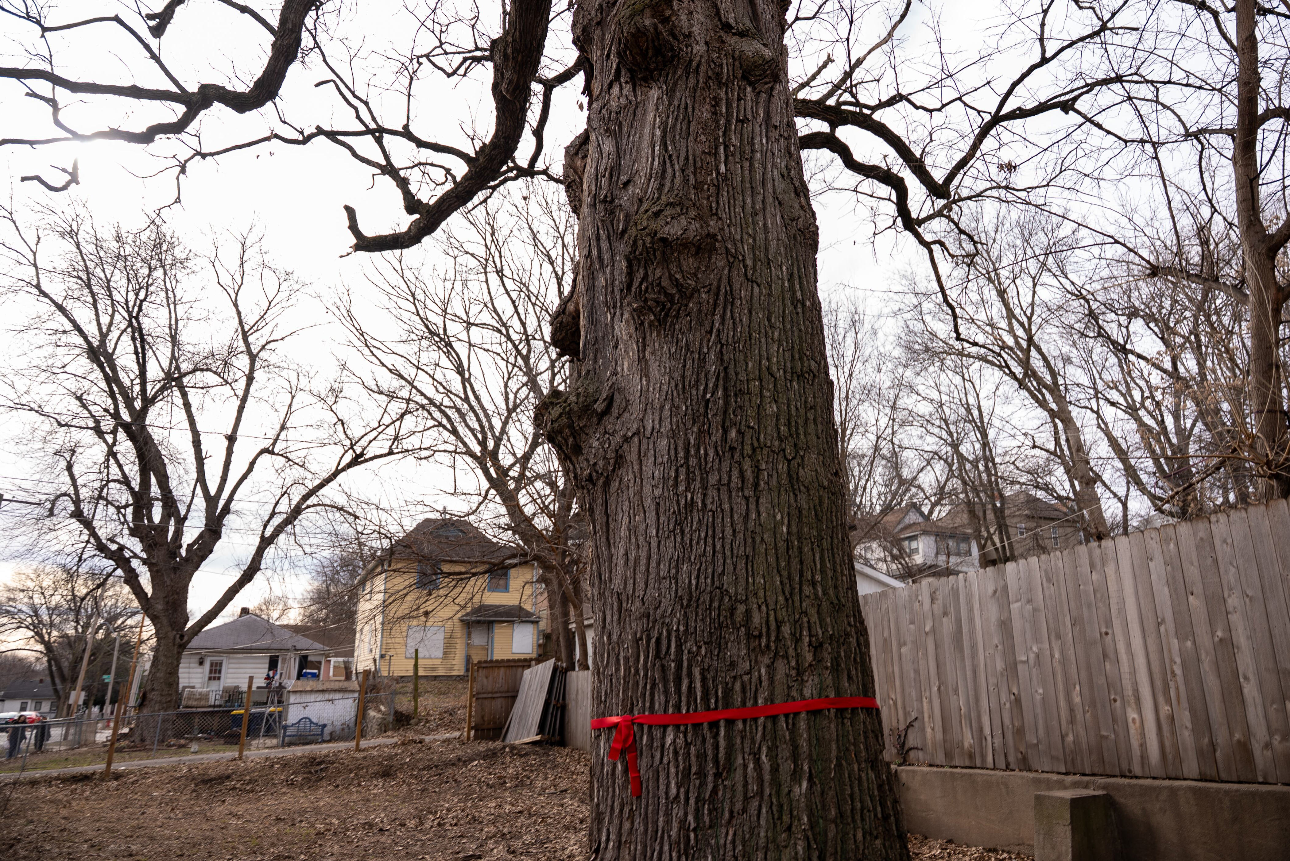 How 'Frank the Liberty Tree' rings tell Kansas City's weather history