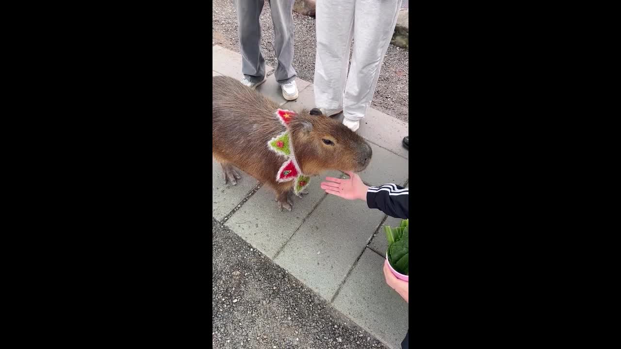 Capybara holds out its hand to trade for vegetables