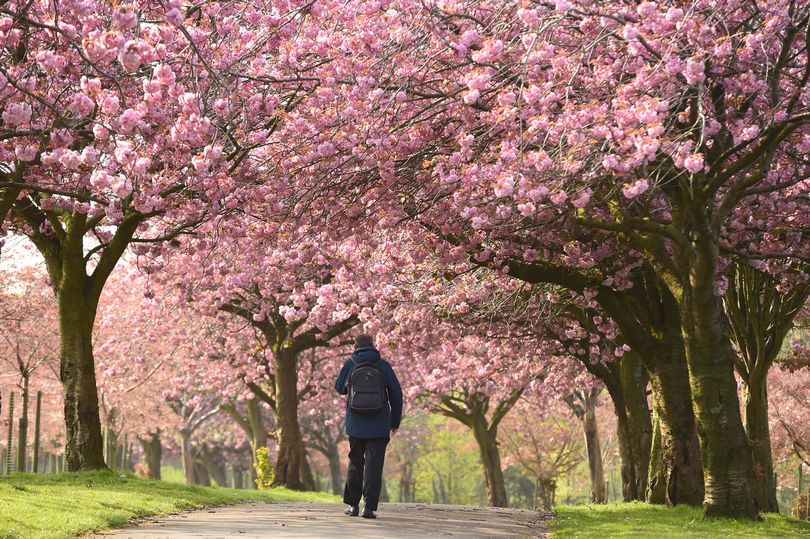 Where to see cherry blossom trees in Liverpool and how long they're here