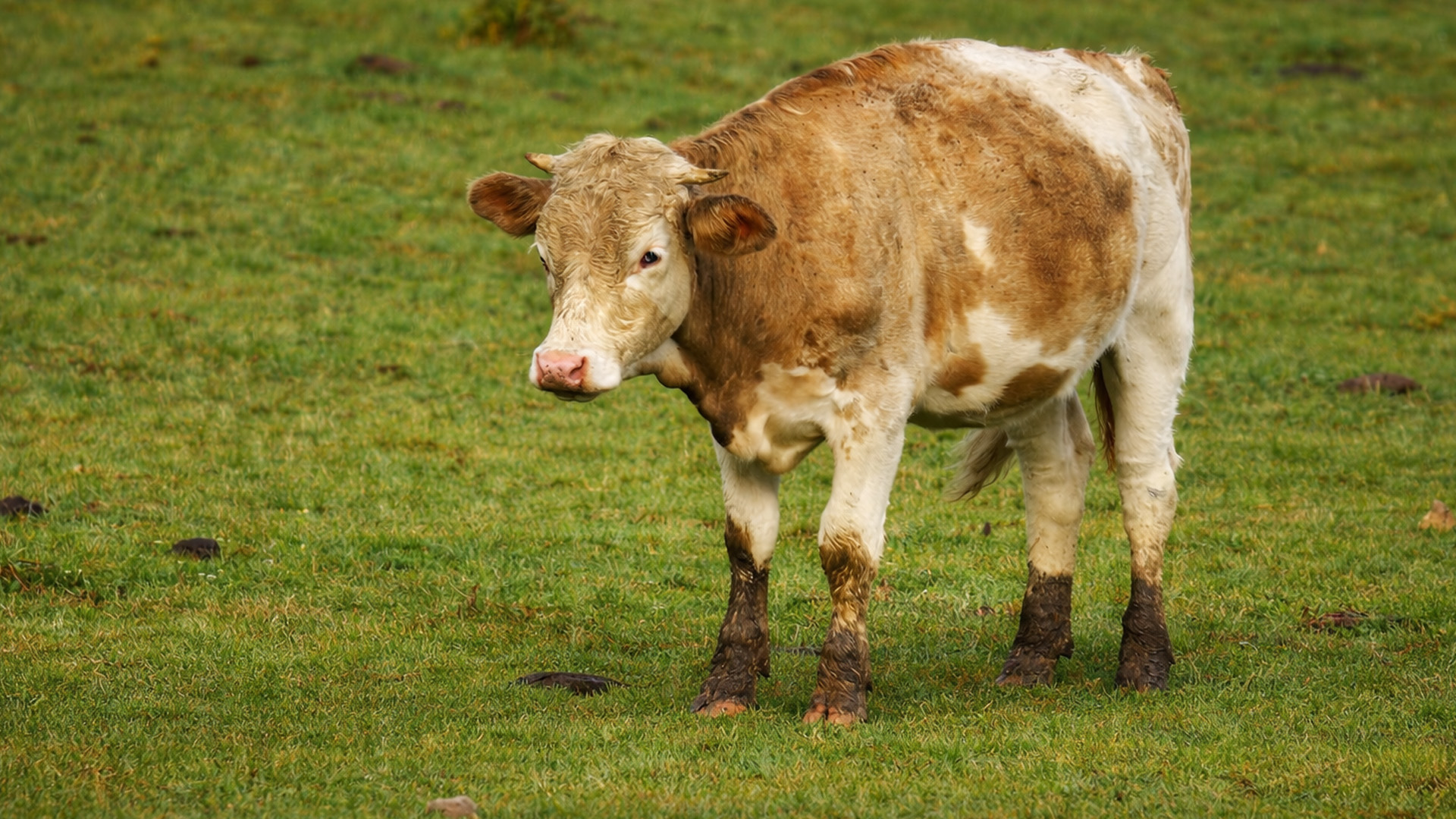 Caught this cow enjoying a muddy day