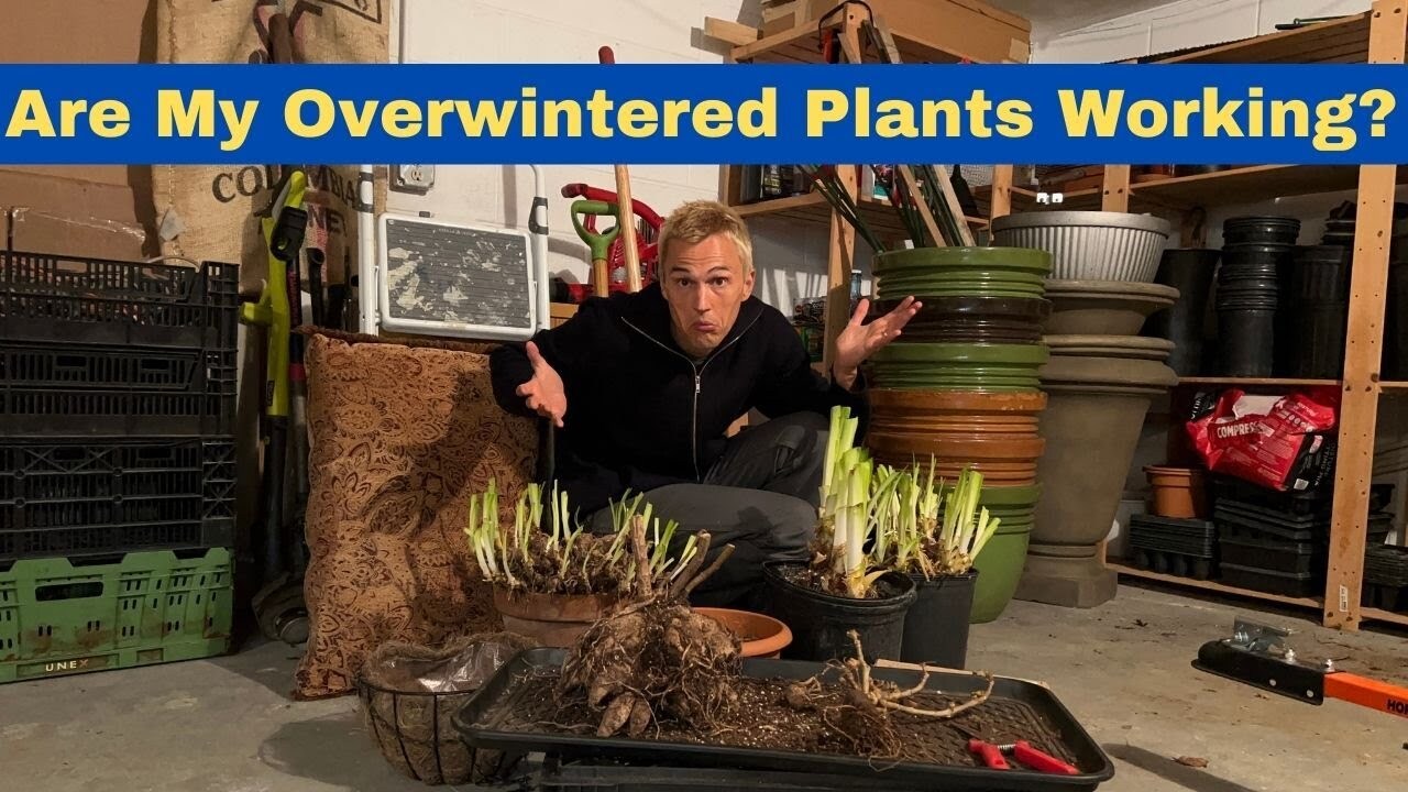 Overwintered plants - how to ensure plants make it through winter ...
