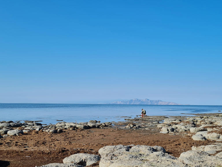 🐛 An unexpected species discovered in the Great Salt Lake