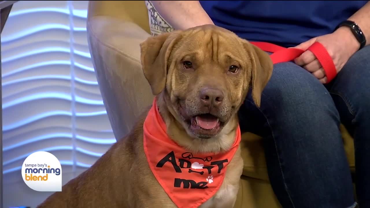 Pet patrol | Morning Blend