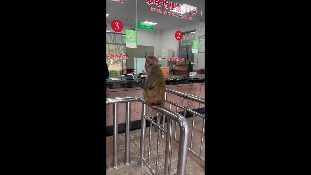 Mother monkey and baby sit in front of ticket booth
