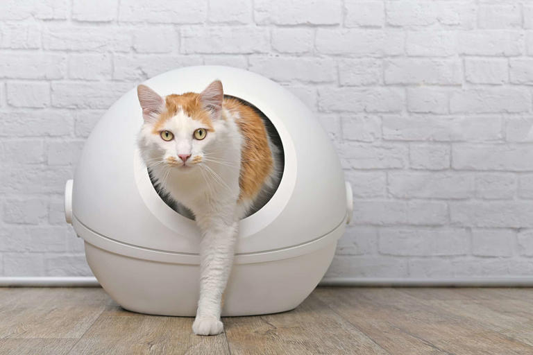 Adopter un chaton : les grandes étapes à connaître