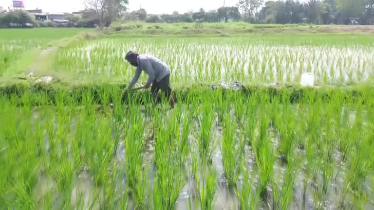 Protests and tariff worries stall India's rice exports to Iran