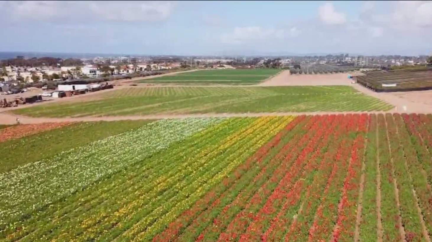 Tickets for the Carlsbad Flower Fields