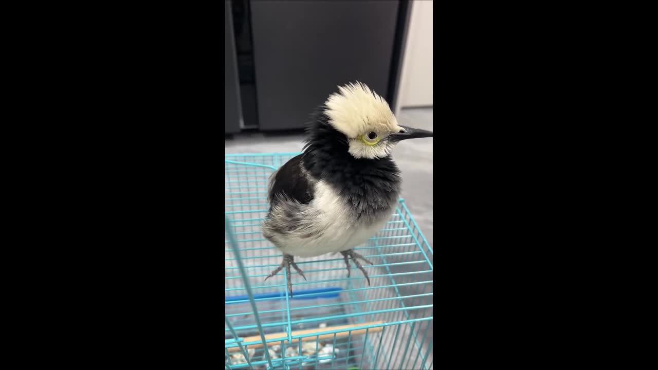 Pet starling clucks like a chicken impressing owner