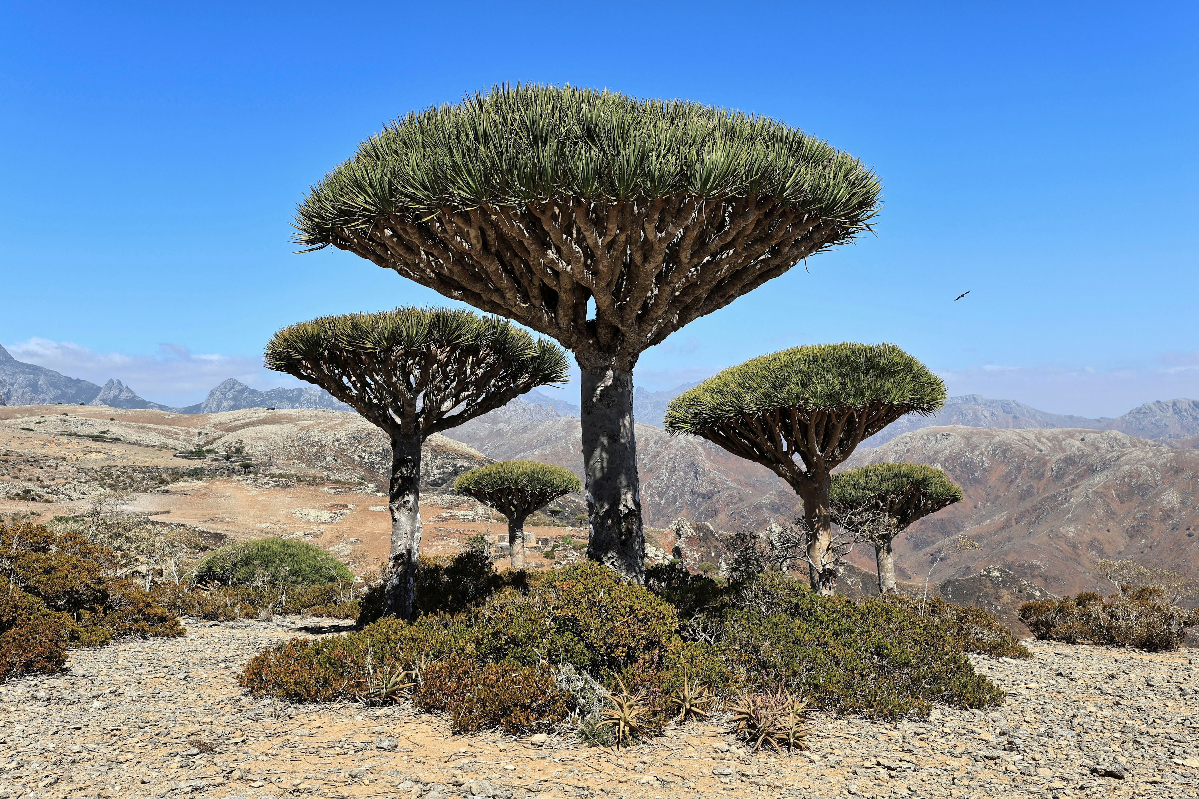 El vacío de poder en Yemen amenaza la biodiversidad del archipiélago de ...