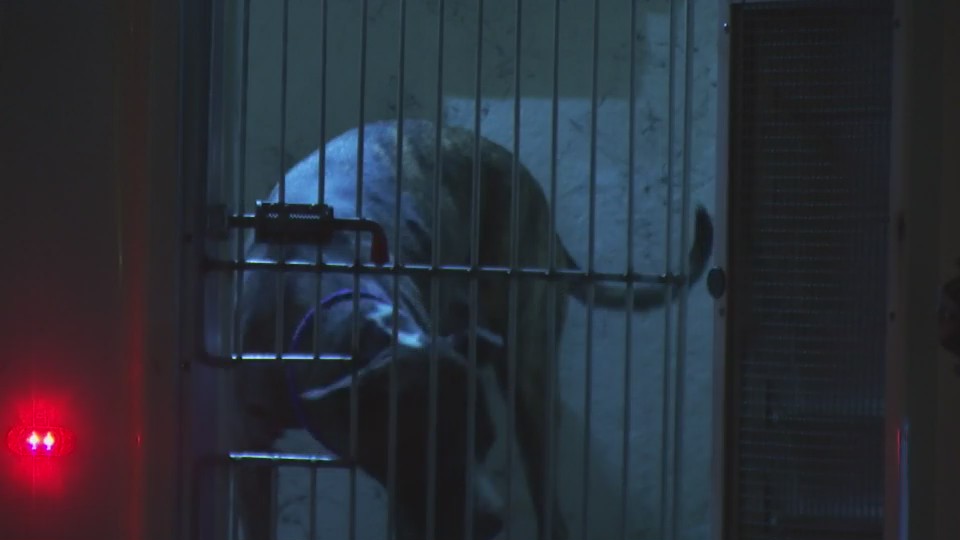 15 dogs removed from East Franklin home; two suspects facing charges