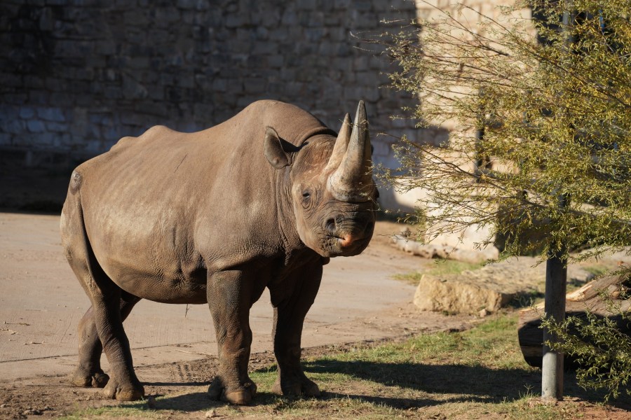 Abilene Zoo relocates Uhuru the black rhino amid expansion