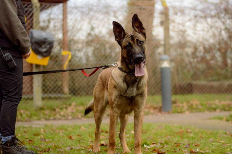 Local pup is star of Pete Wicks: For Dogs Sake - and he's looking for a ...