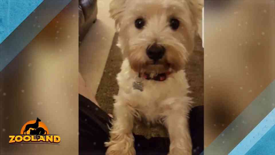 Couple expecting a baby faces tough decision about their beloved dog