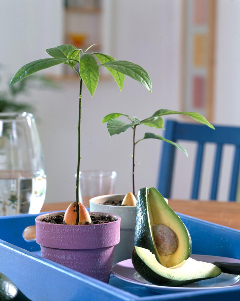 Faire des boutures ? Rien de plus simple ! Conseils pour réussir à tous ...