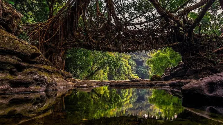 Sacred groves: Ecological sanctuaries amid culture and change