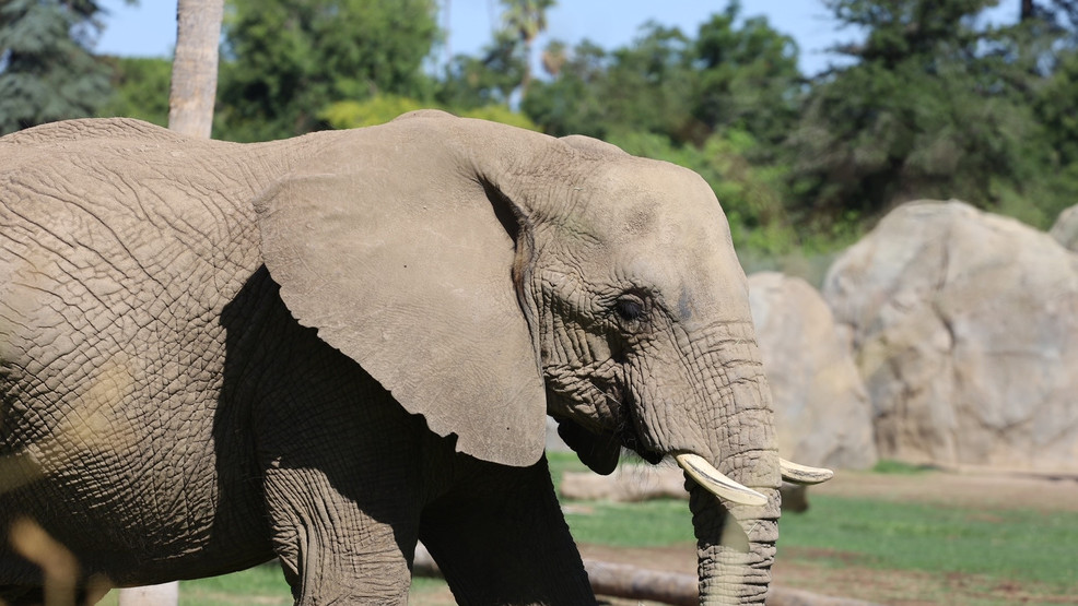 Fresno Chaffee Zoo defends animal care practices amid criticism