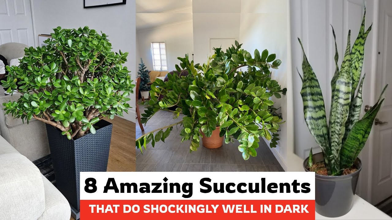 Indoor succulents that thrive in darkness: 8 surprising picks