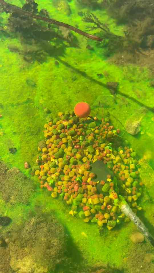 Carp rig montage | Best fishing setup for big carp