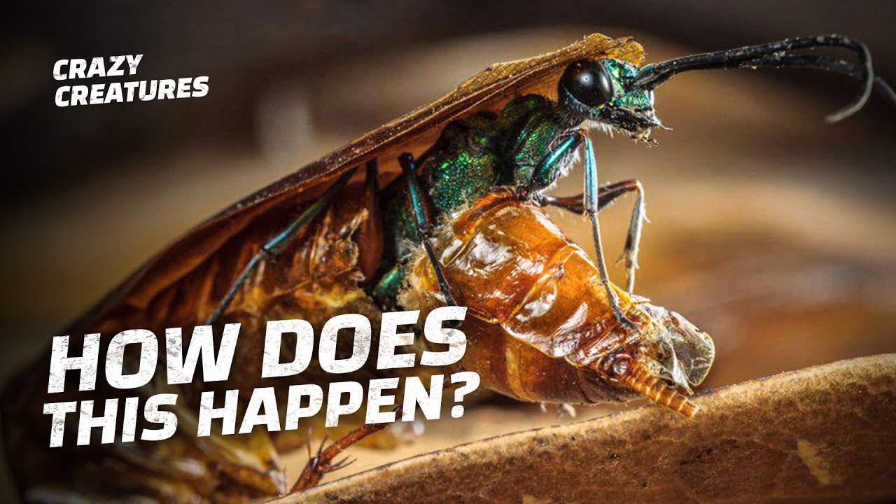 Why this parasitic wasp leaves scientists unsettled