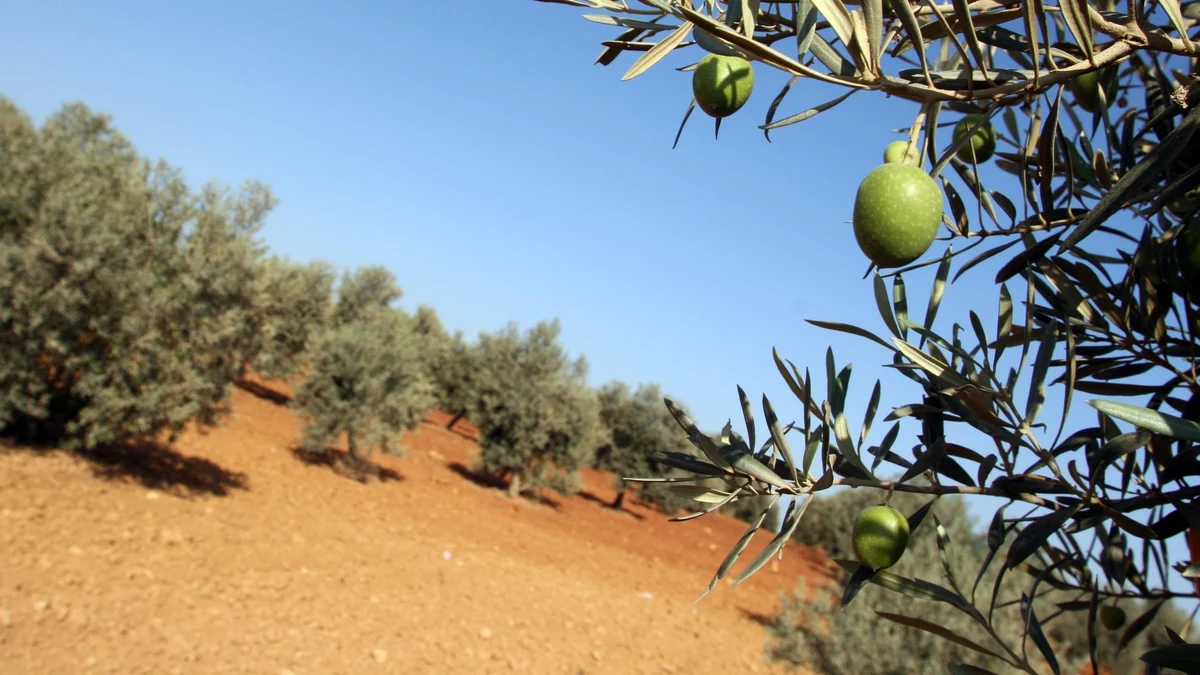 Jaén produce un 45% menos de aceite en esta campaña por la lluvia