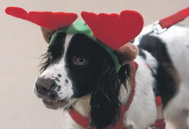 11 times we got your Wearside dogs on camera in costumes as we ...