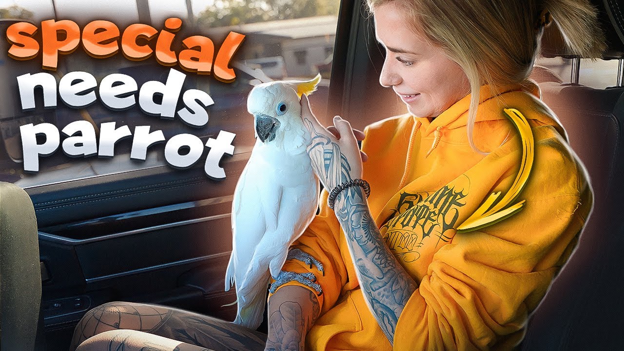 Why special needs parrots require more than good intentions