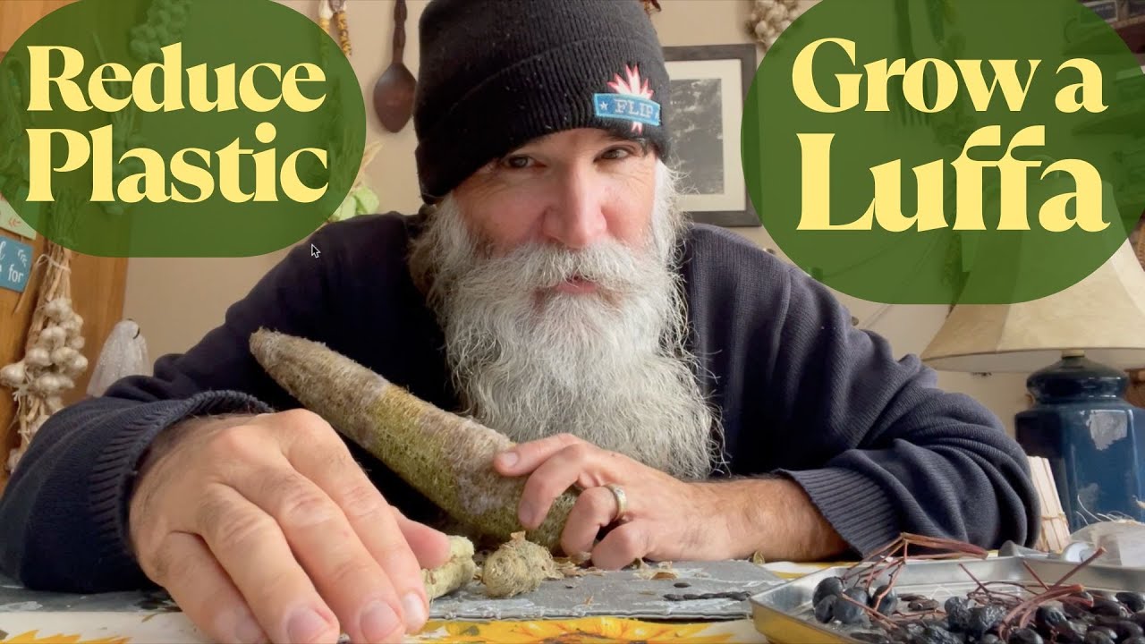 Grow luffa for the kitchen: A natural alternative to plastic scouring pads