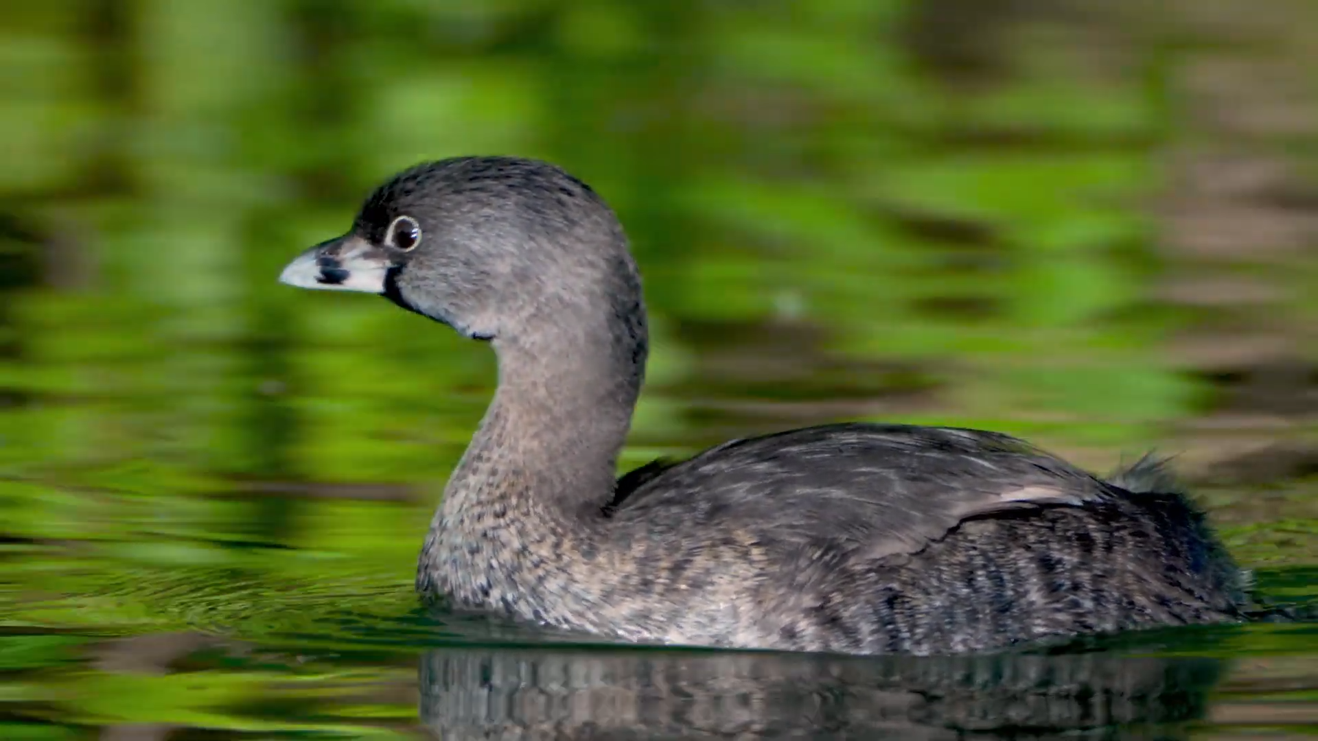 How introduced animals directly caused extinction