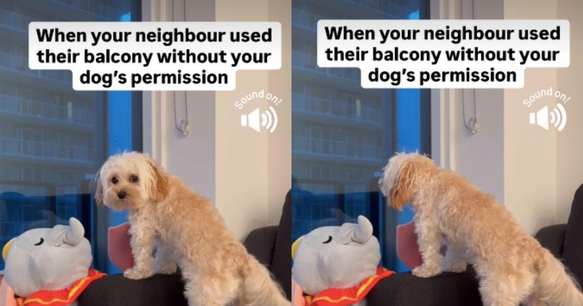 Video: Dog reacts to neighbor using balcony without permission