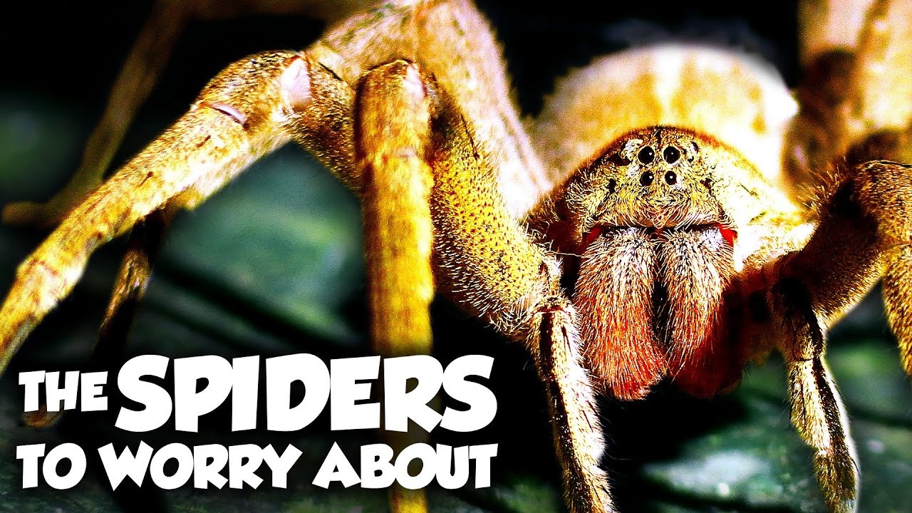 What makes certain spiders among the deadliest on the planet
