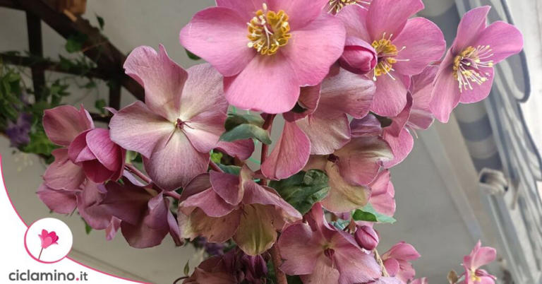 L’elleboro rosa è più robusto della rosa di Natale ed è adatto a fare ...