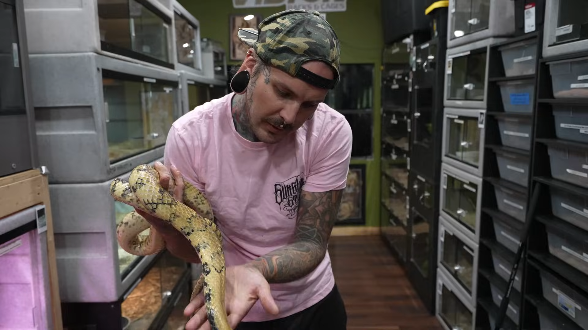 How fast spitting cobras can turn a routine handling into a risk