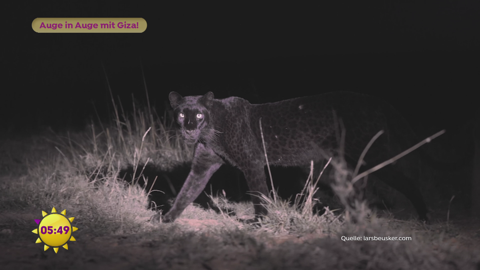 Auge in Auge mit Giza