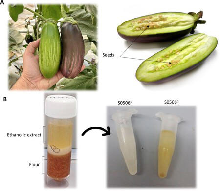 Berenjena contra el cáncer: científicos españoles demuestran el efecto ...