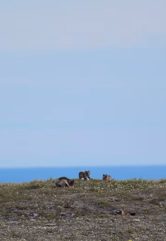 A game of tundra tag with arctic fox kits | Adorable wildlife moment