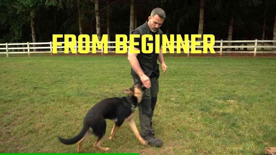 What a disciplined dog’s day really looks like