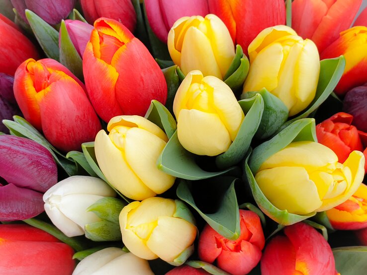 Warum du im Februar keine Tulpen kaufen solltest!